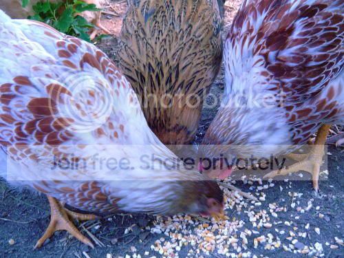 BLRW from Murray McMurray? | BackYard Chickens - Learn How to Raise ...
