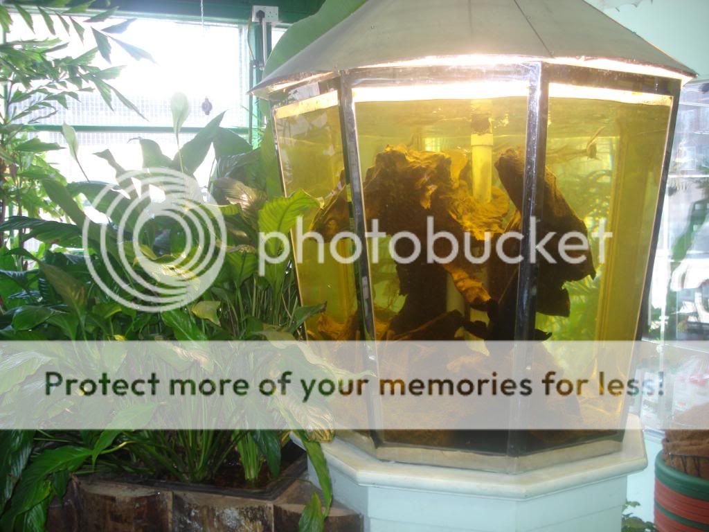 Show us you indoor ponds | Page 11 | MonsterFishKeepers.com