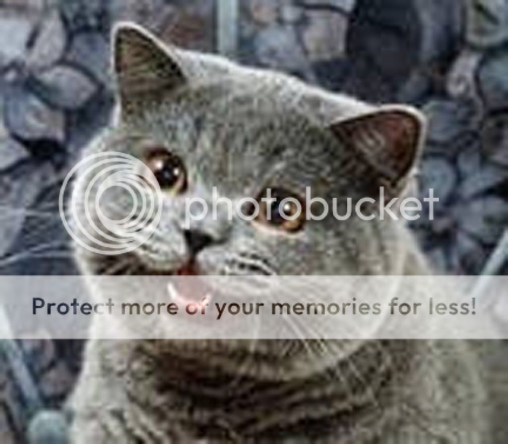 Apparently my friends cat likes to swim : r/aww