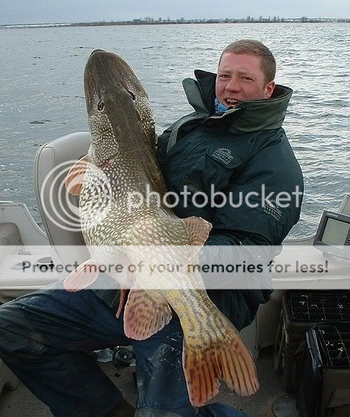 56 inch long, 55lb Northern Pike | Bloodydecks