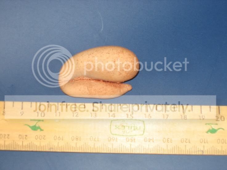 Deformed egg | BackYard Chickens - Learn How to Raise Chickens